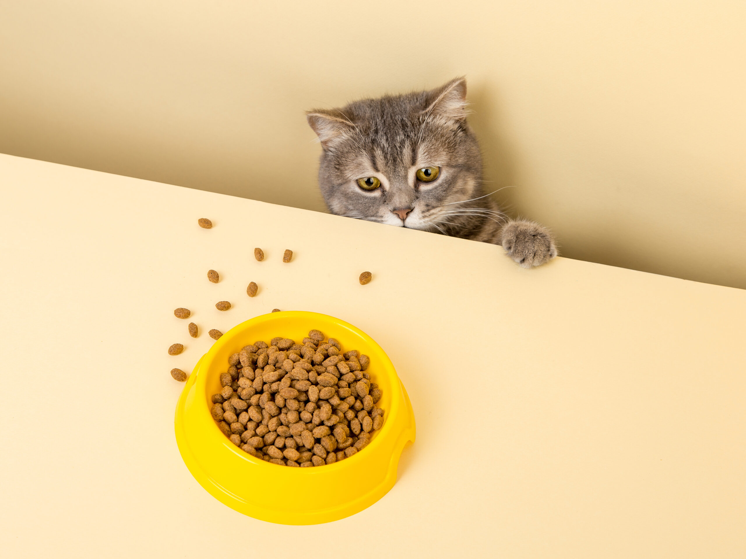 Nutrition Counseling for Cats in Davis, CA - Cat Tales Feline Health Center