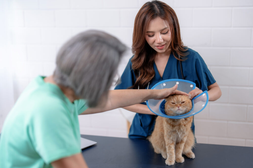 Cat Wellness and Preventive Care in Davis, CA - Cat Tales Feline Health ...