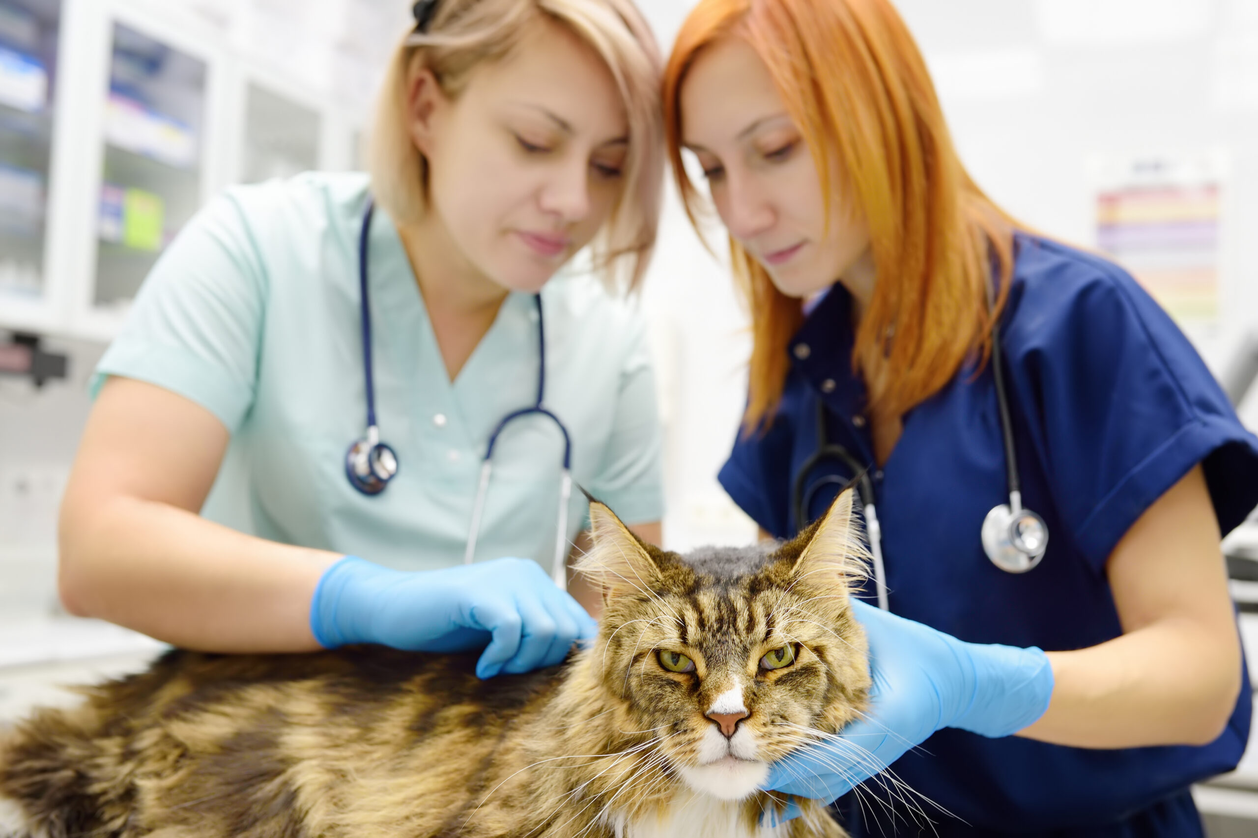 Cat Care Team - Cat Tales Feline Health Center