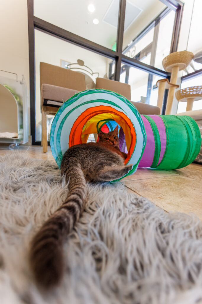 Cat Lounge/Adoption Center Davis, CA - Cat Tales Feline Health Center