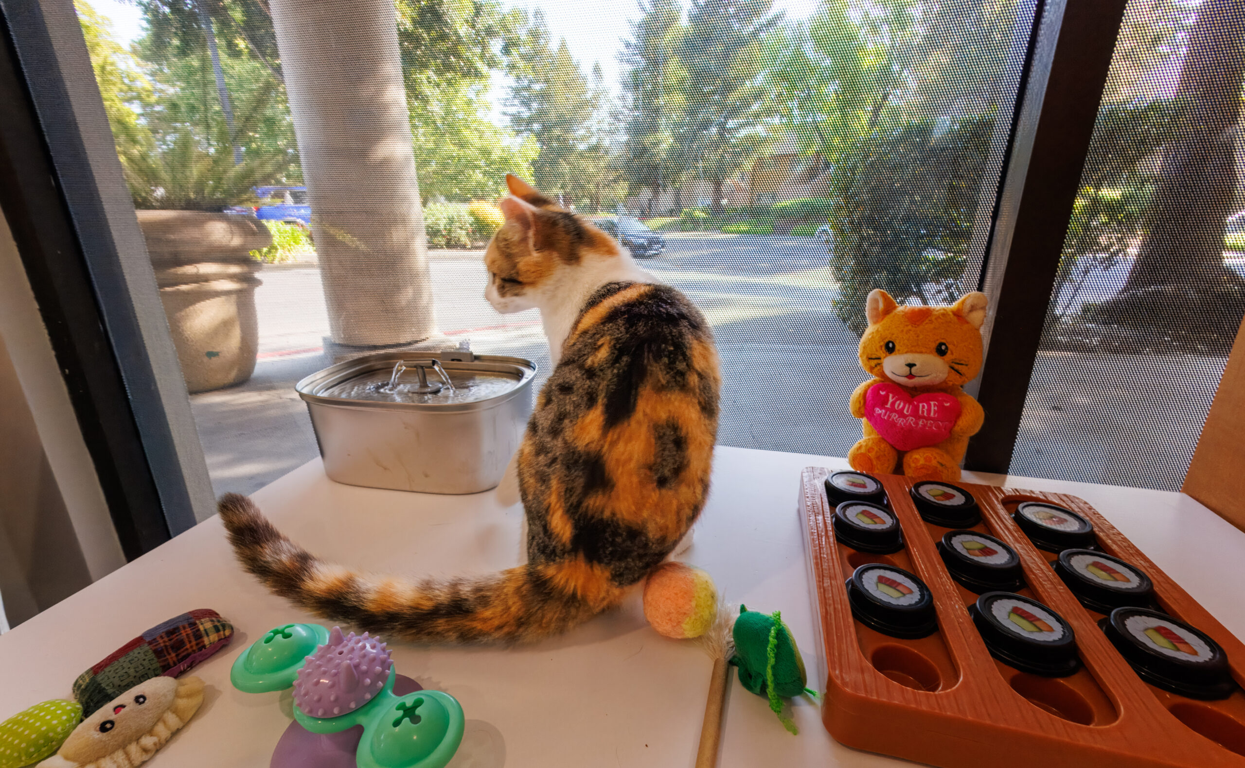 Cat Lounge/Adoption Center Davis, CA - Cat Tales Feline Health Center
