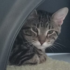 Cat Lounge/Adoption Center Davis, CA - Cat Tales Feline Health Center